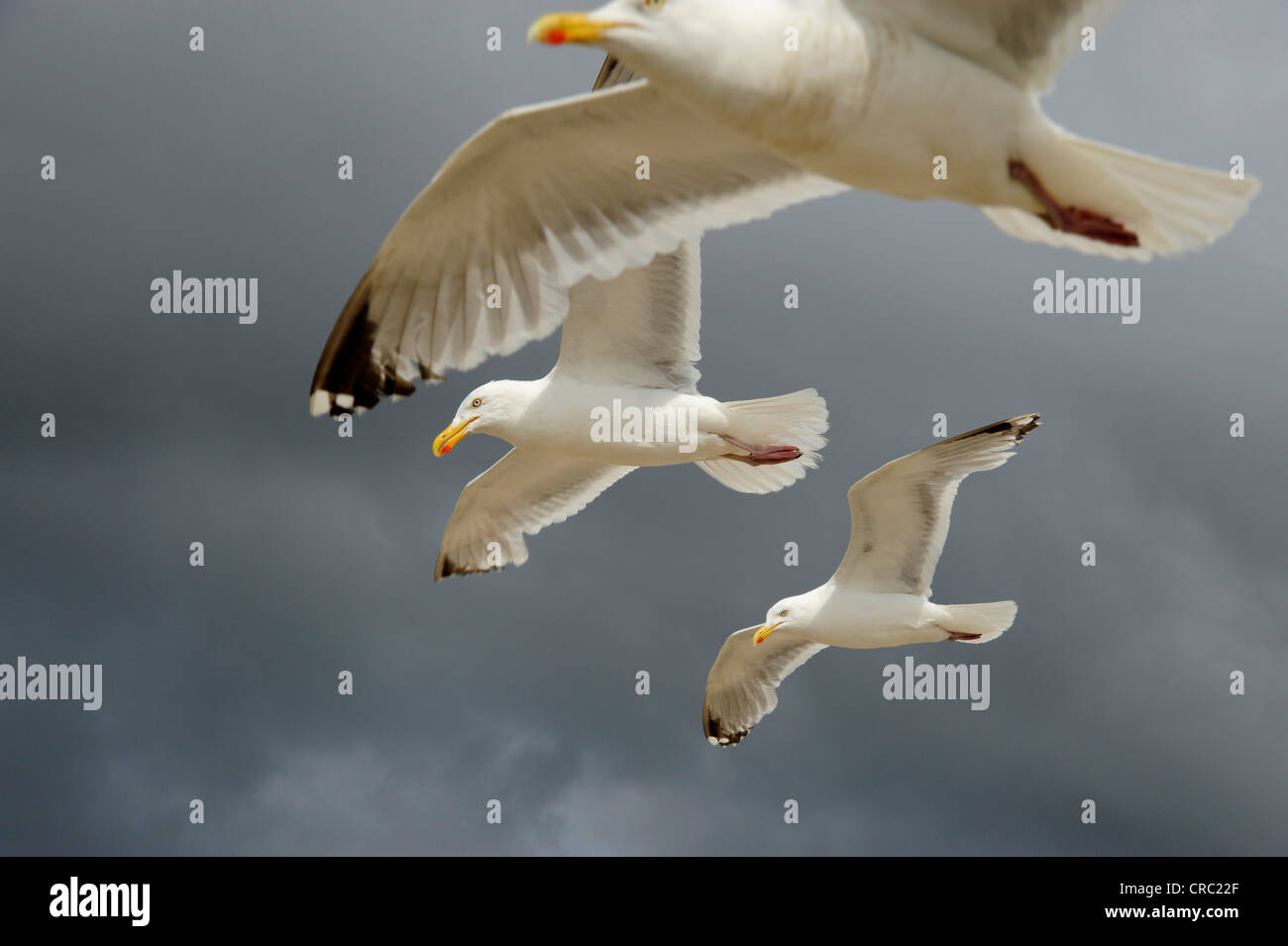 Seagulls above the beach of Scheveningen, Den Haag, The Hague, Dutch ...