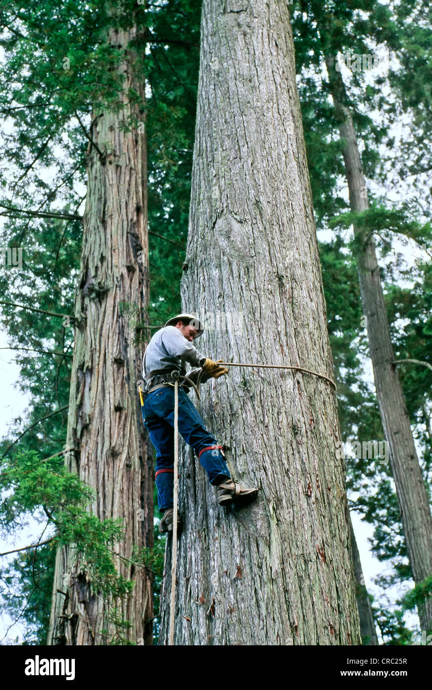 Logging lumber redwood hi-res stock photography and images - Alamy
