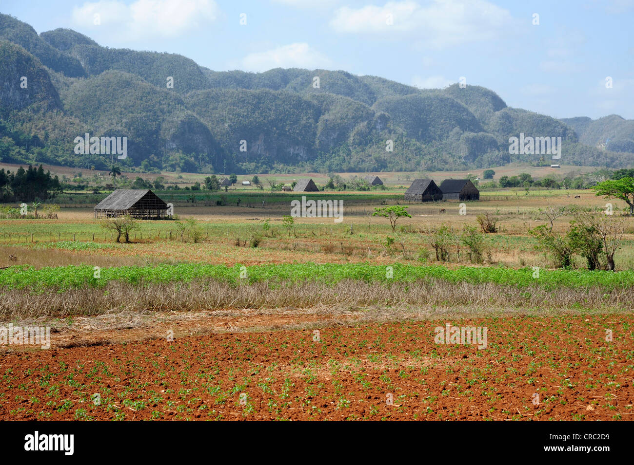 Caribbean farming hi-res stock photography and images - Alamy