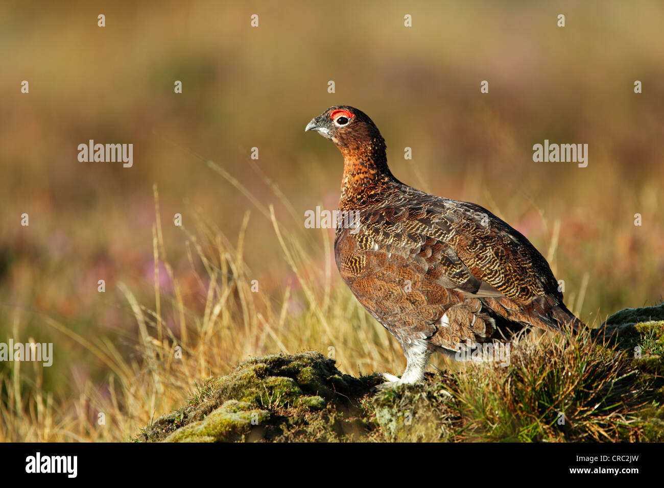 Red Grouse (Lagopus lagopus scotica) male standing on open moorland ...