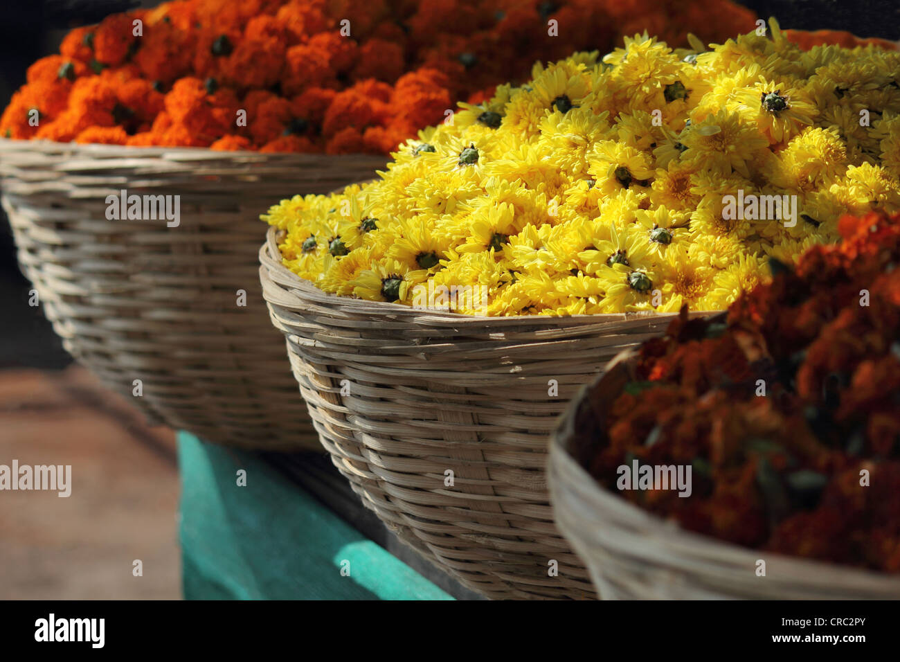 Marigold Bunch High Resolution Stock Photography and Images - Alamy