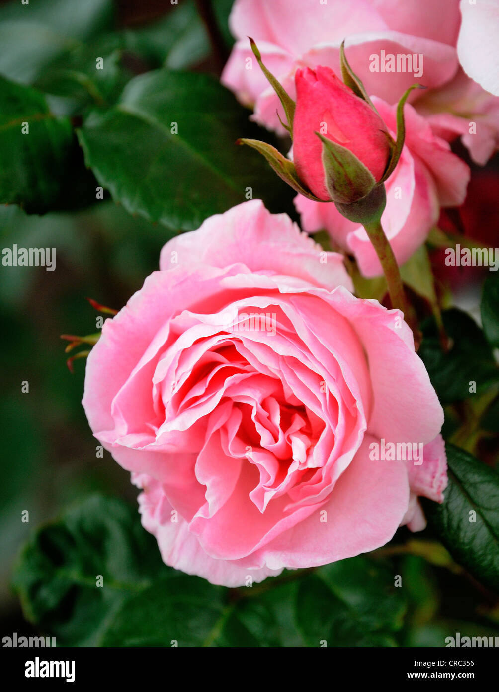 pink rose in bloom Stock Photo - Alamy