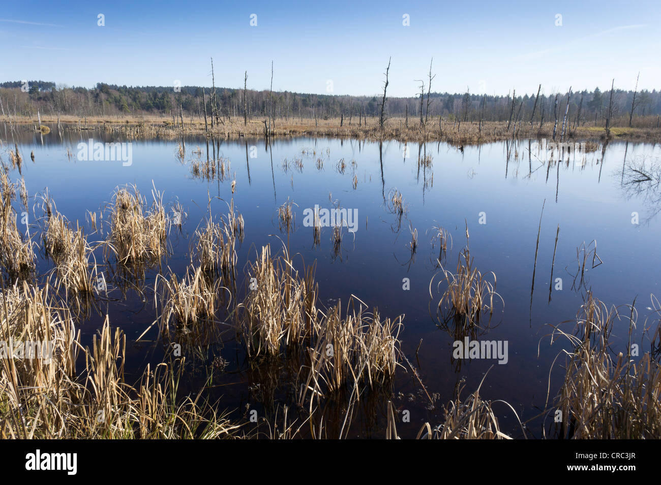 Schwenninger Moos Nature Reserve, bog region near Villingen ... Schwenninger Moos Nature Reserve, bog region near Villingen ...