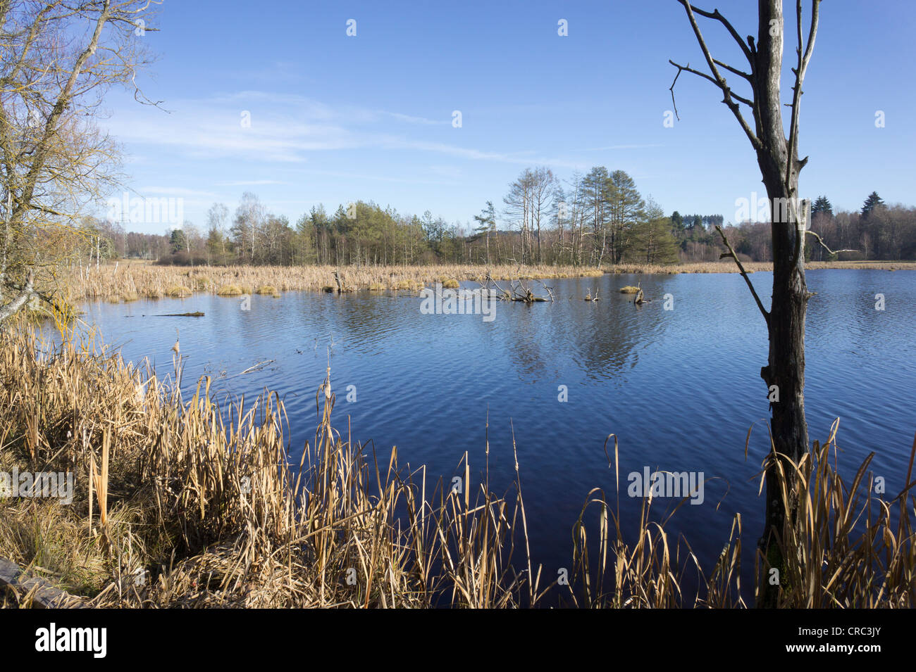 Schwenninger Moos Nature Reserve, bog region near Villingen ... Schwenninger Moos Nature Reserve, bog region near Villingen ...
