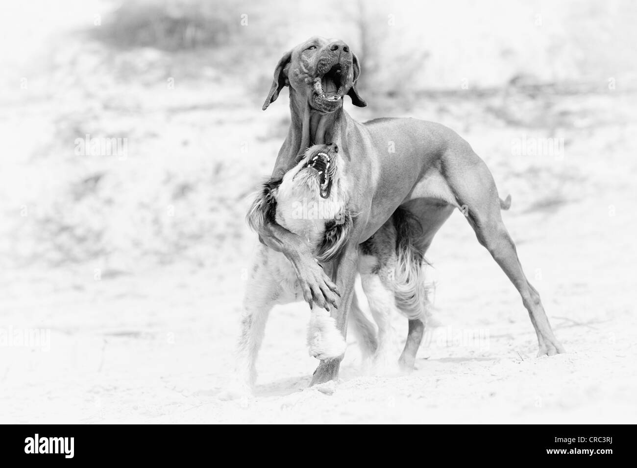 Rhodesian Ridgeback dog, female, and Briard-mongrel, male, showing ...
