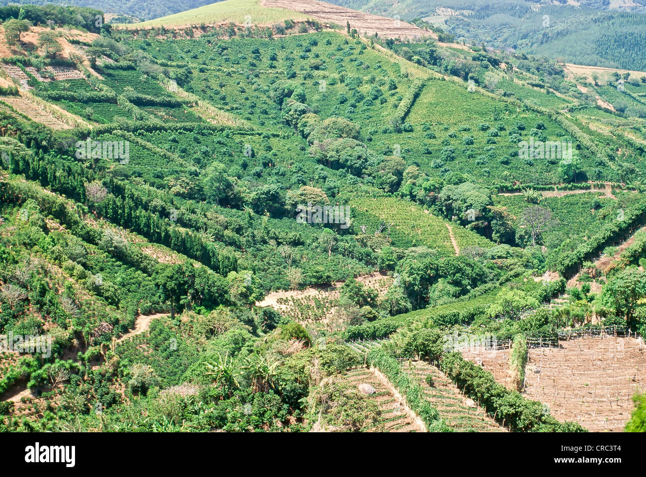 Intercropping hi-res stock photography and images - Alamy