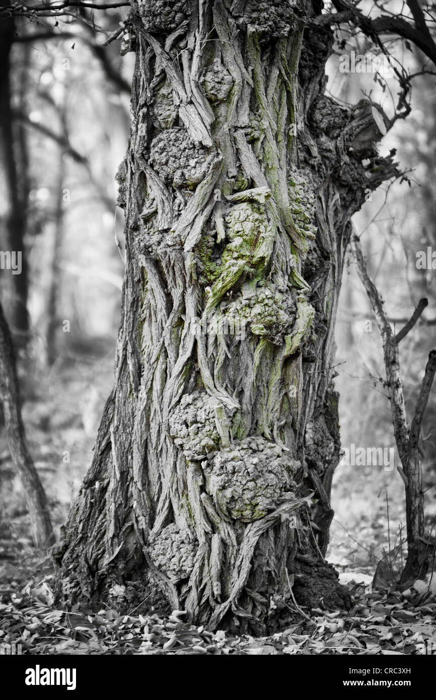 Trunk of a very old maple tree (Acer sp.) in a forest near Potsdam ...