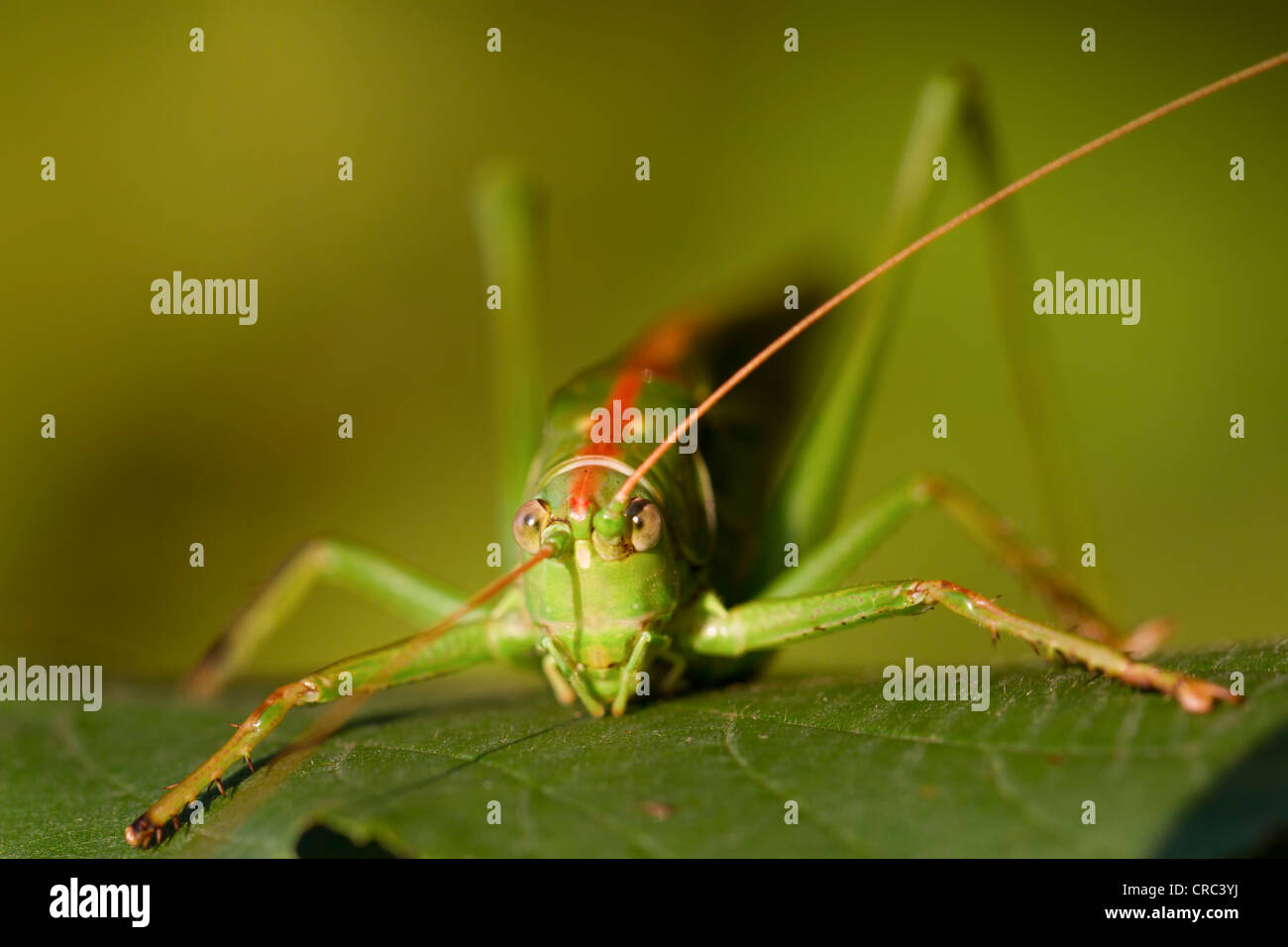 Giant grasshopper (Tropidacris collaris) sitting on a seaf, detail view ...