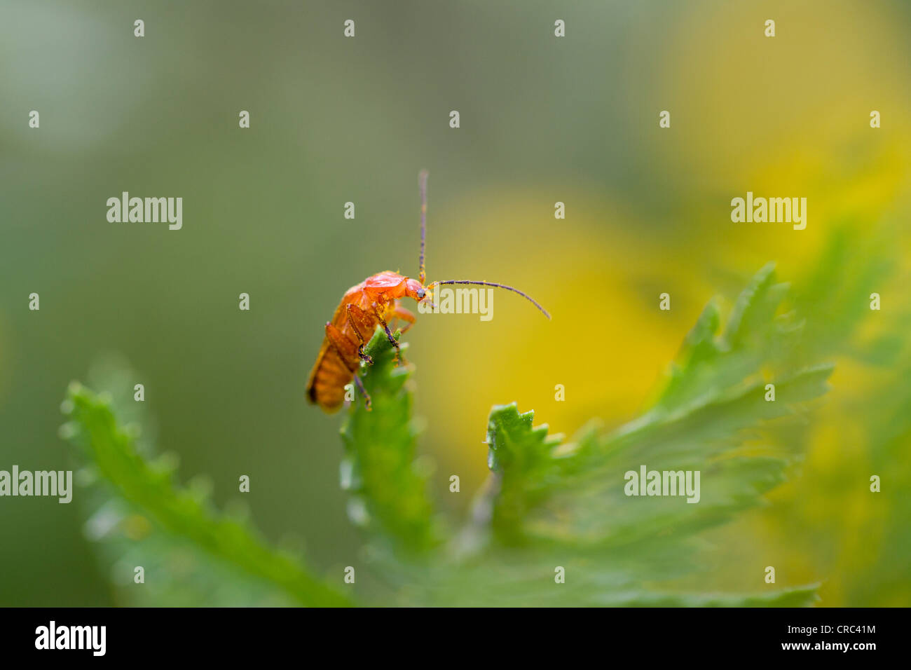 Red common soldier beetle hi-res stock photography and images - Alamy