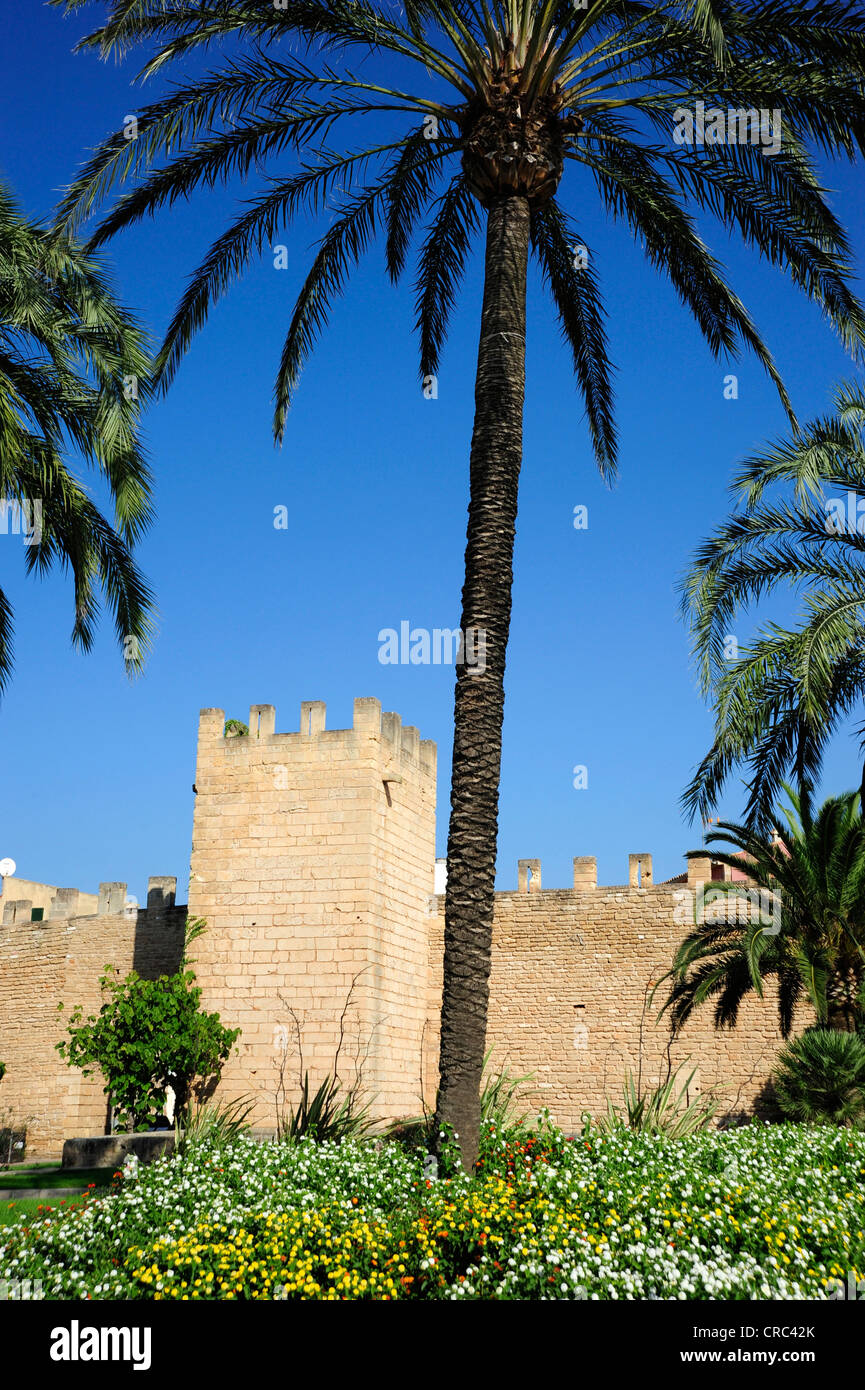 Medieval city wall behind palm trees, Alcudia, Majorca, Balearic ...