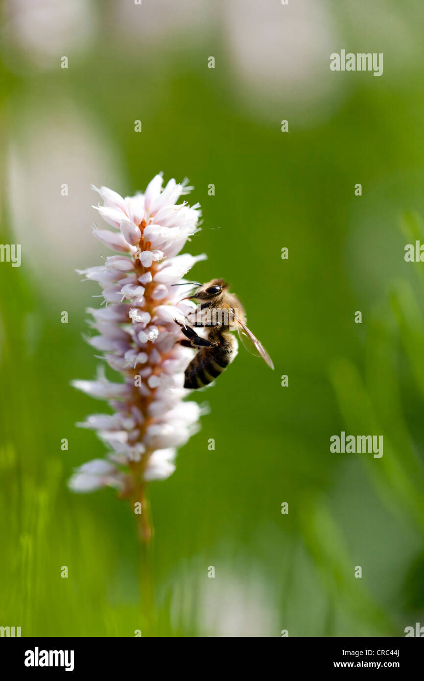 Pollen collecting insects hi-res stock photography and images - Alamy