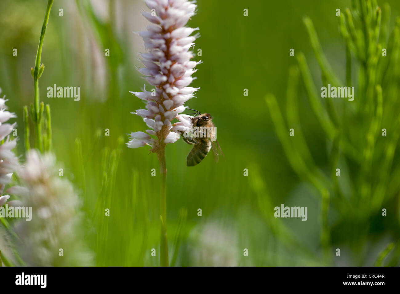 Pollen collecting insects hi-res stock photography and images - Alamy