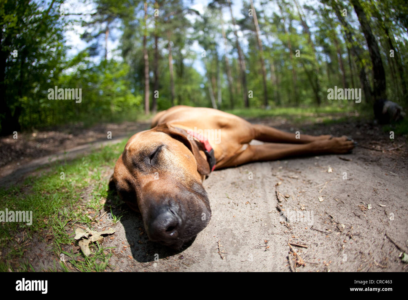 Rhodesian Ridgeback, dog breed, bitch, lying on the forest floor ...