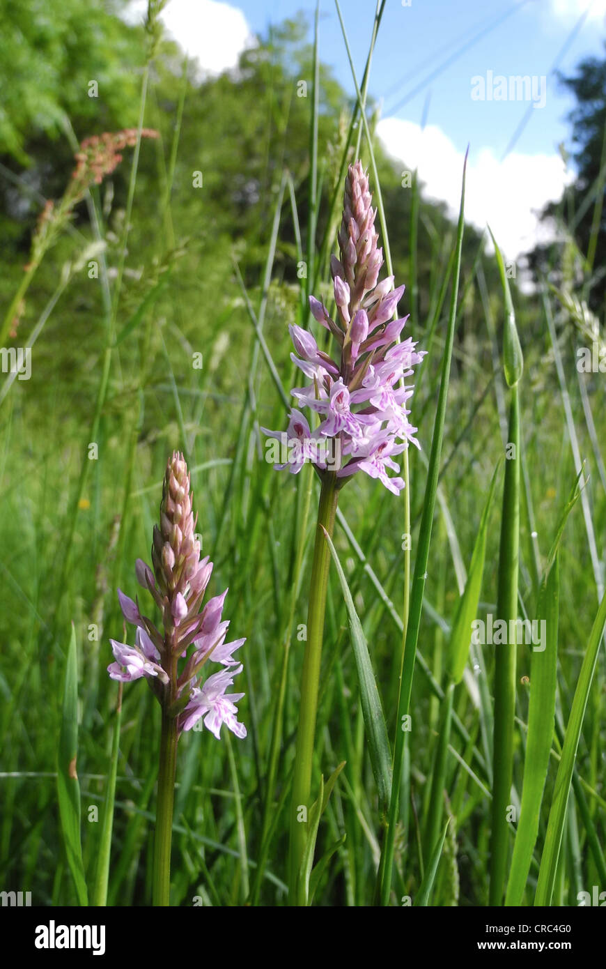 The Common Spotted-orchid (Dactylorhiza fuchsii) is a commonly ...