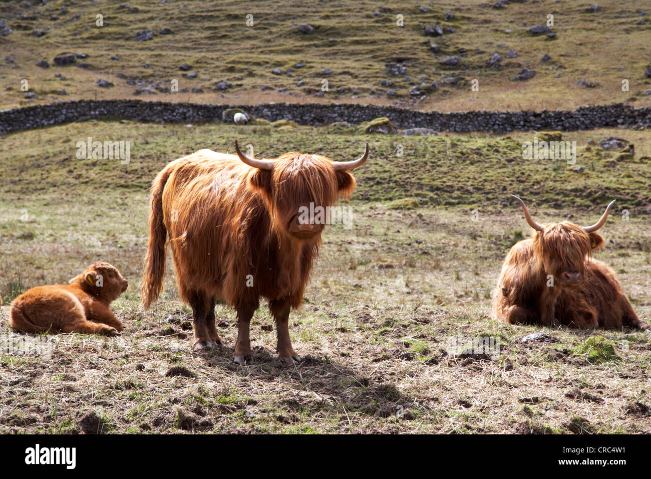 herd of red highland cattle glencoe highlands scotland uk Stock Photo ...