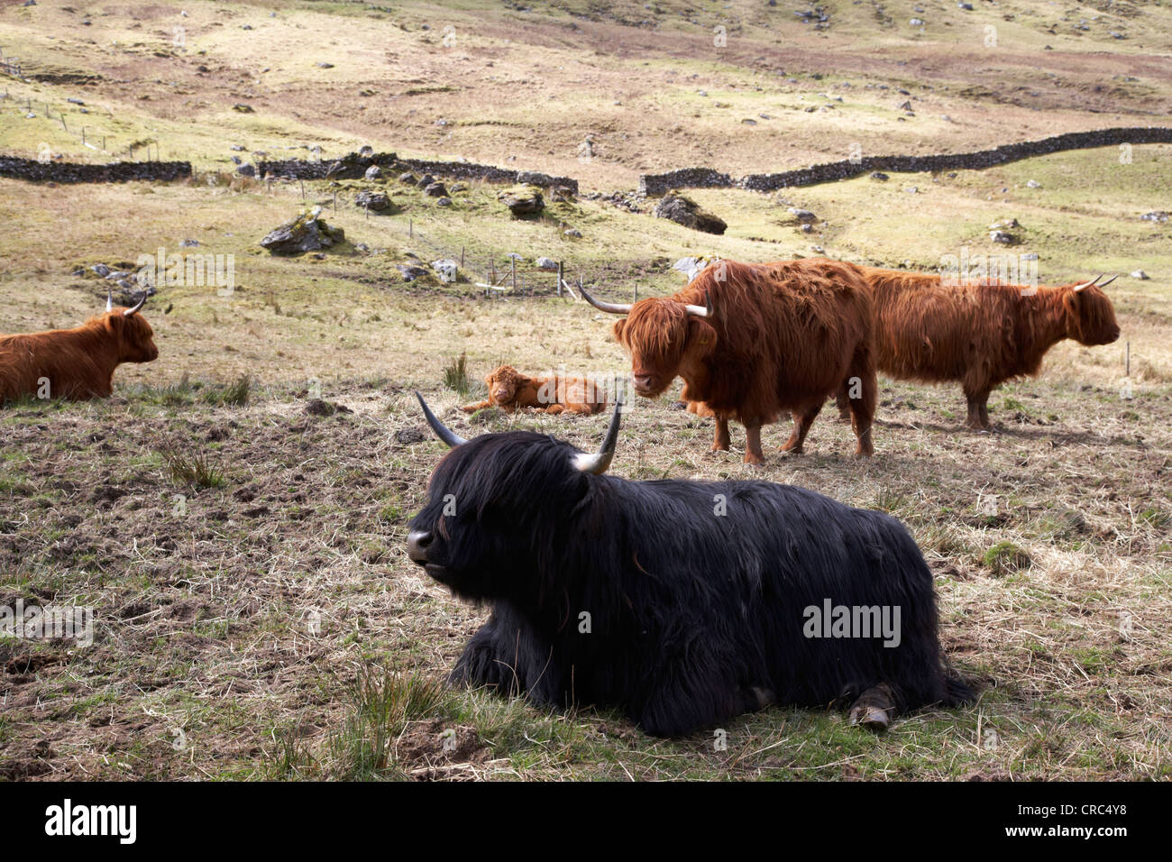 herd of red and black highland cattle glencoe highlands scotland uk ...
