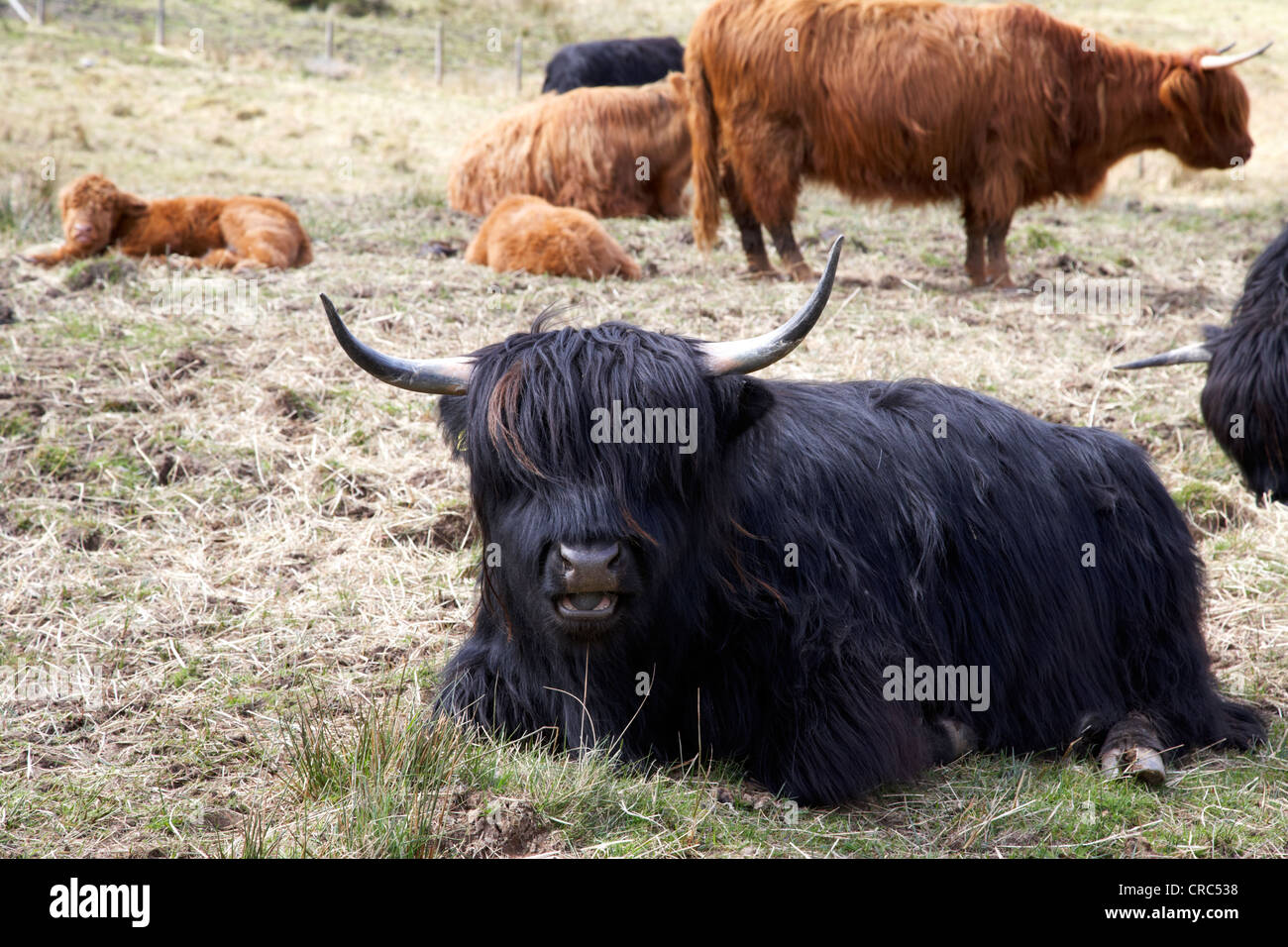 herd of red and black highland cattle glencoe highlands scotland uk ...