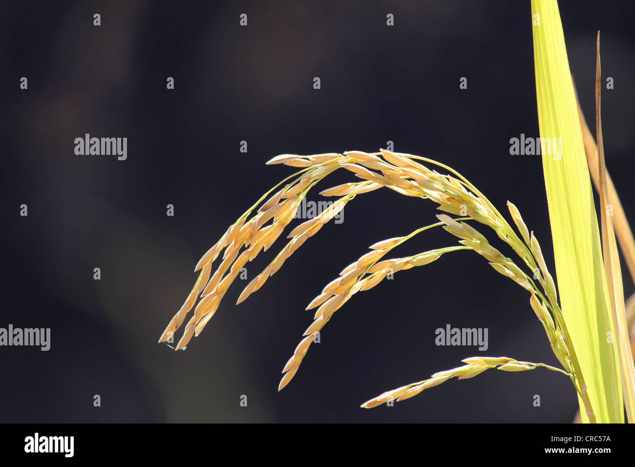 Rice grain and rice plant Stock Photo - Alamy