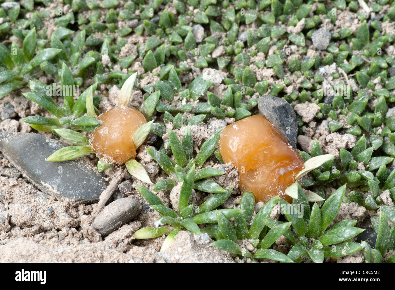 Bolax hi-res stock photography and images - Alamy