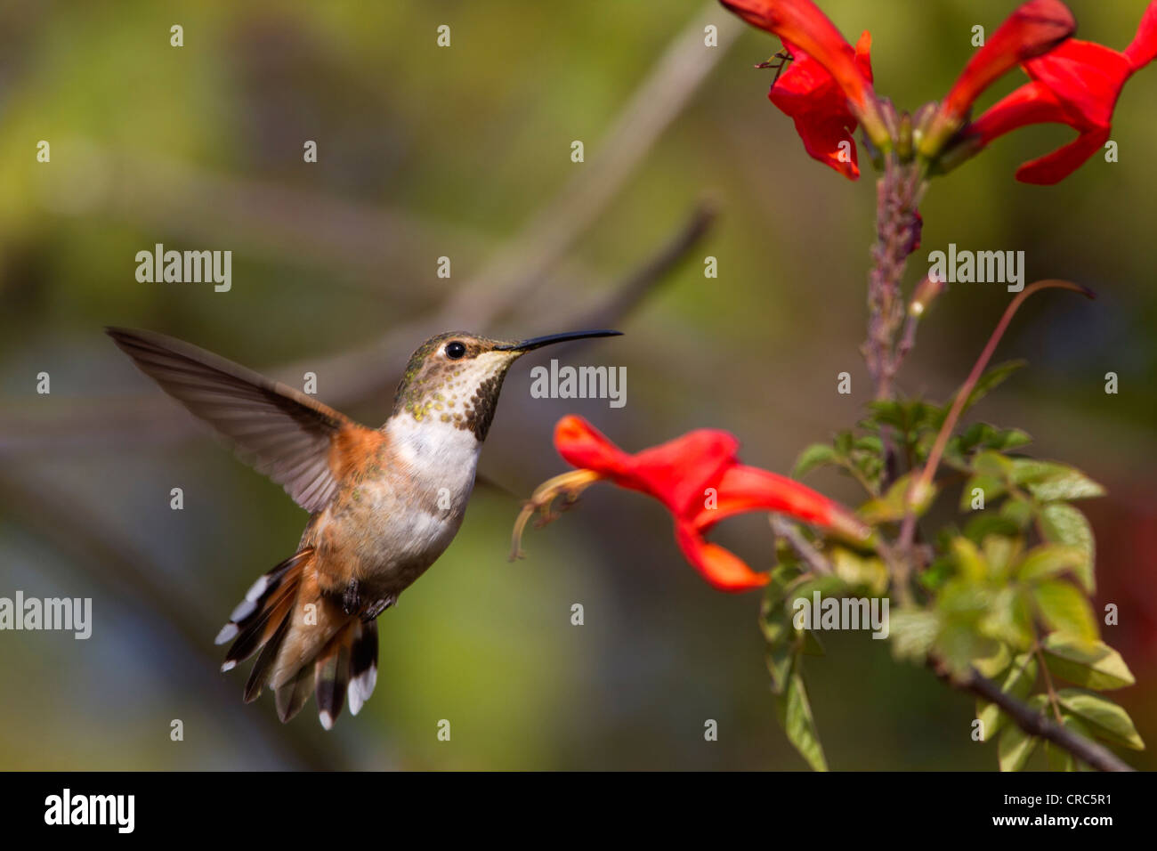 Female allens hummingbird hi-res stock photography and images - Alamy