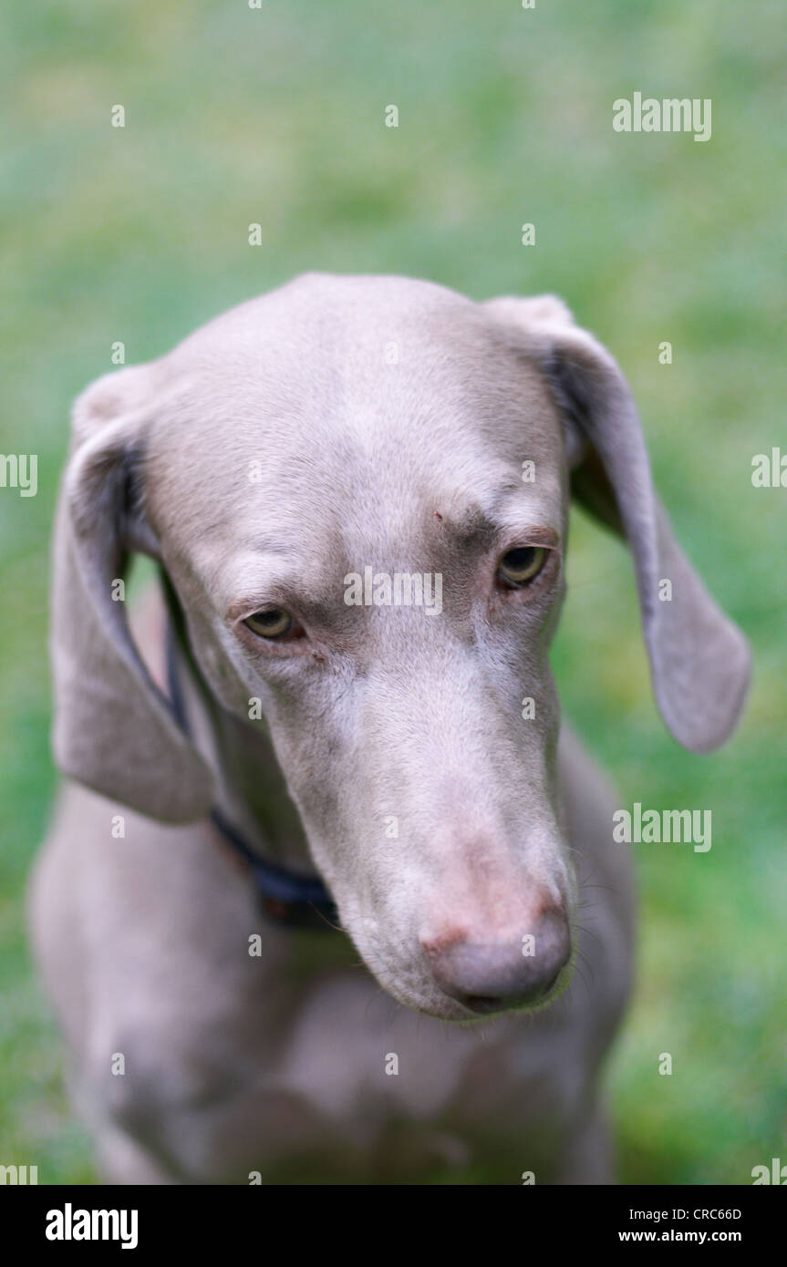 Dogs face closeup hi-res stock photography and images - Alamy