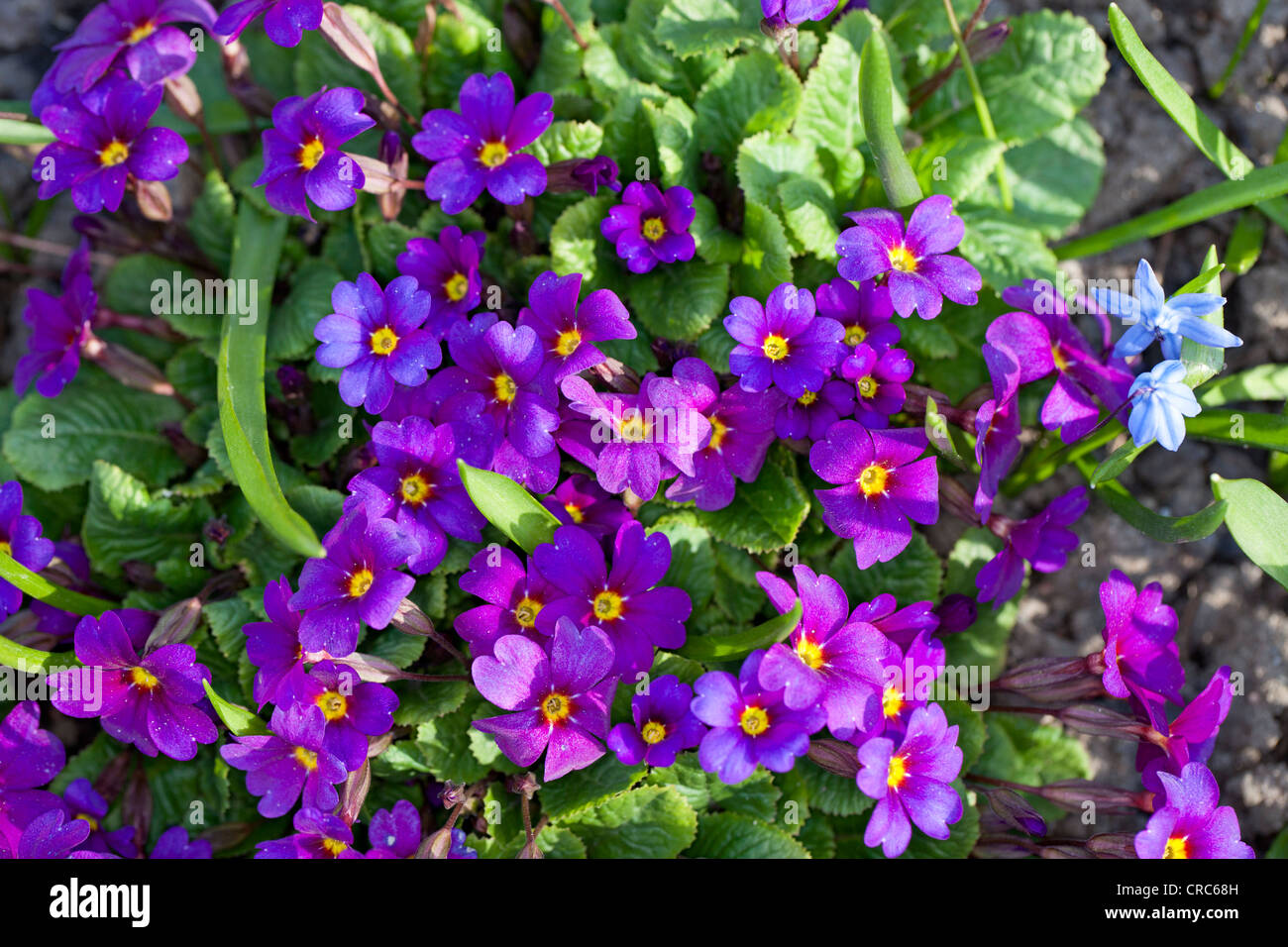 Primrose family hi-res stock photography and images - Alamy