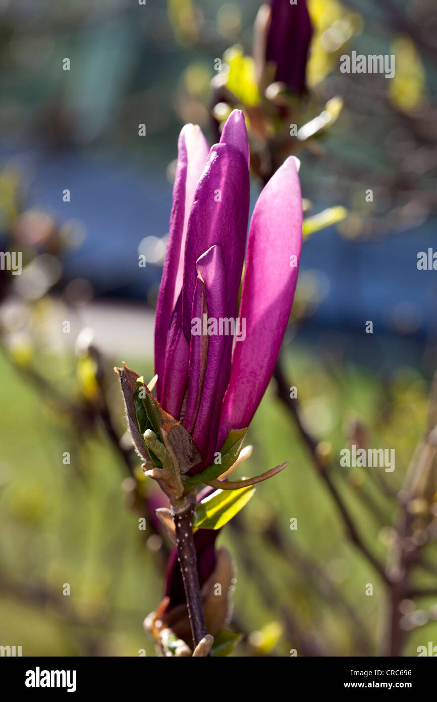 Magnolia liliflora susan hi-res stock photography and images - Alamy