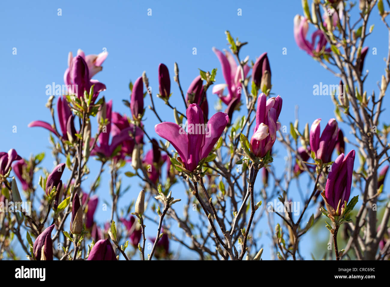 'Susan' Lily magnolia, Rosenmagnolia (Magnolia liliiflora Stock Photo ...