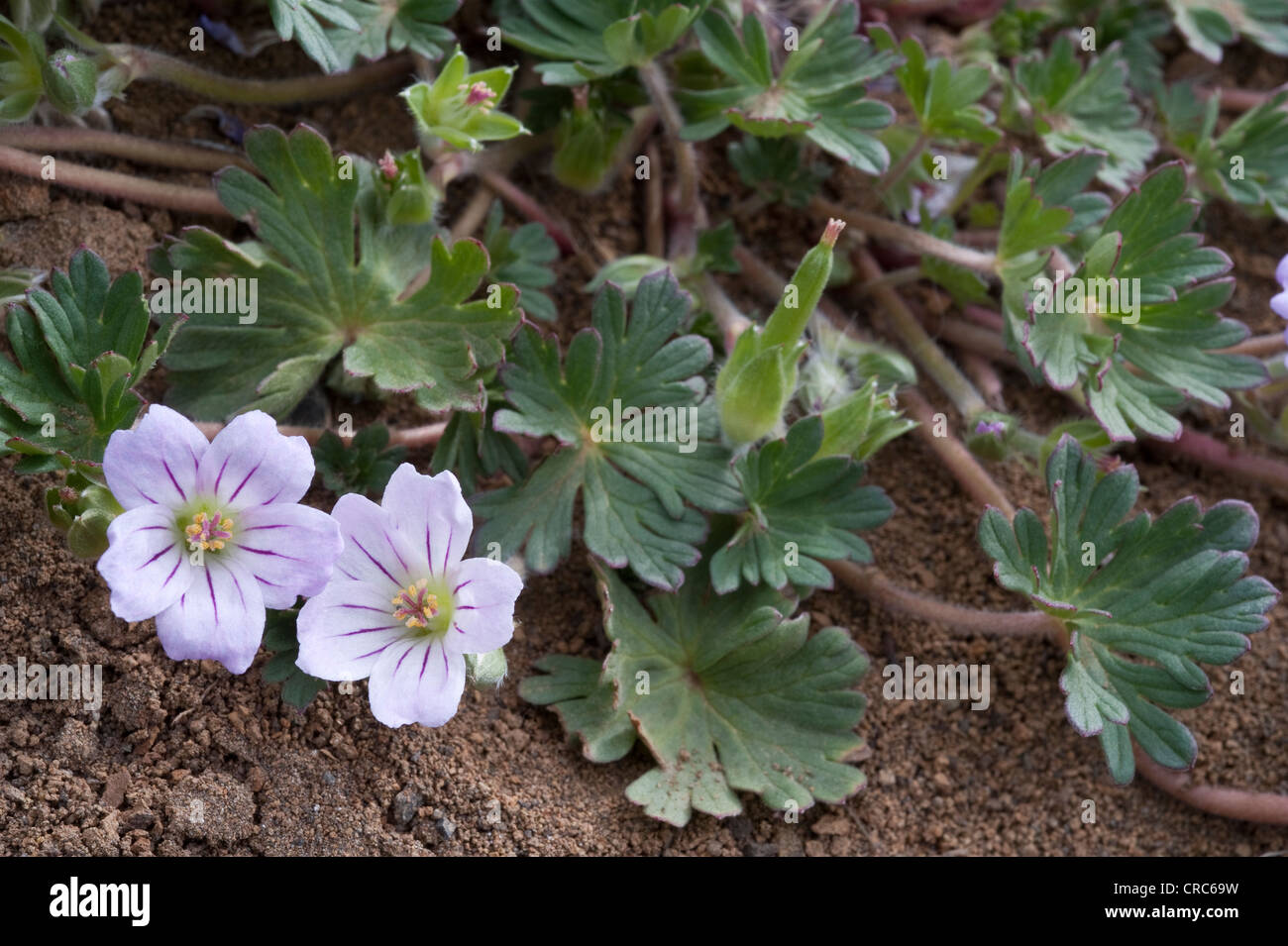 Geranium sp. flowers Rio Turbio Santa Cruz Province Patagonia Argentina ...