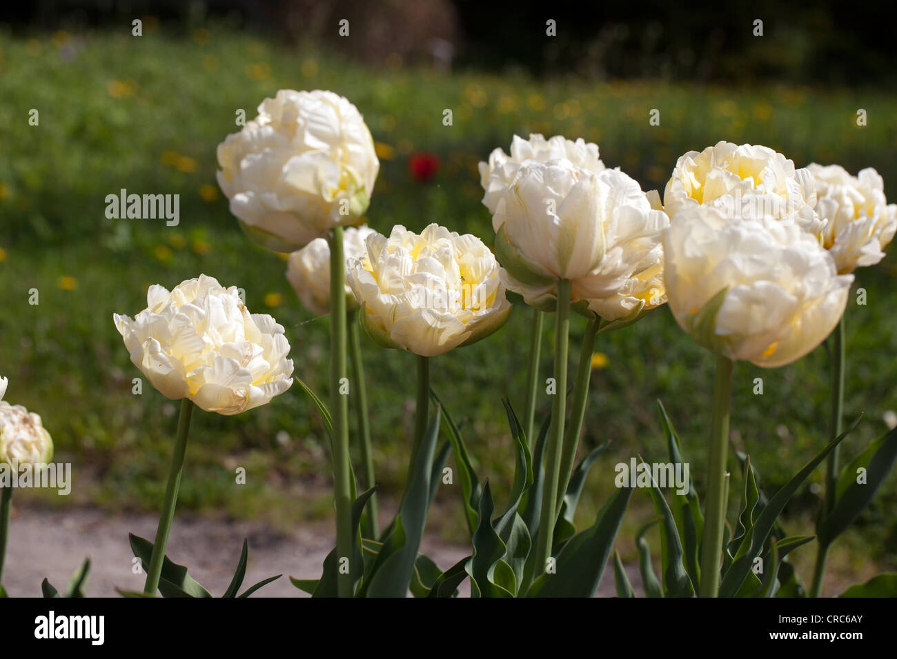 'Verona' Double Early Tulip, Tidig fylld tulpan (Tulipa gesneriana ...