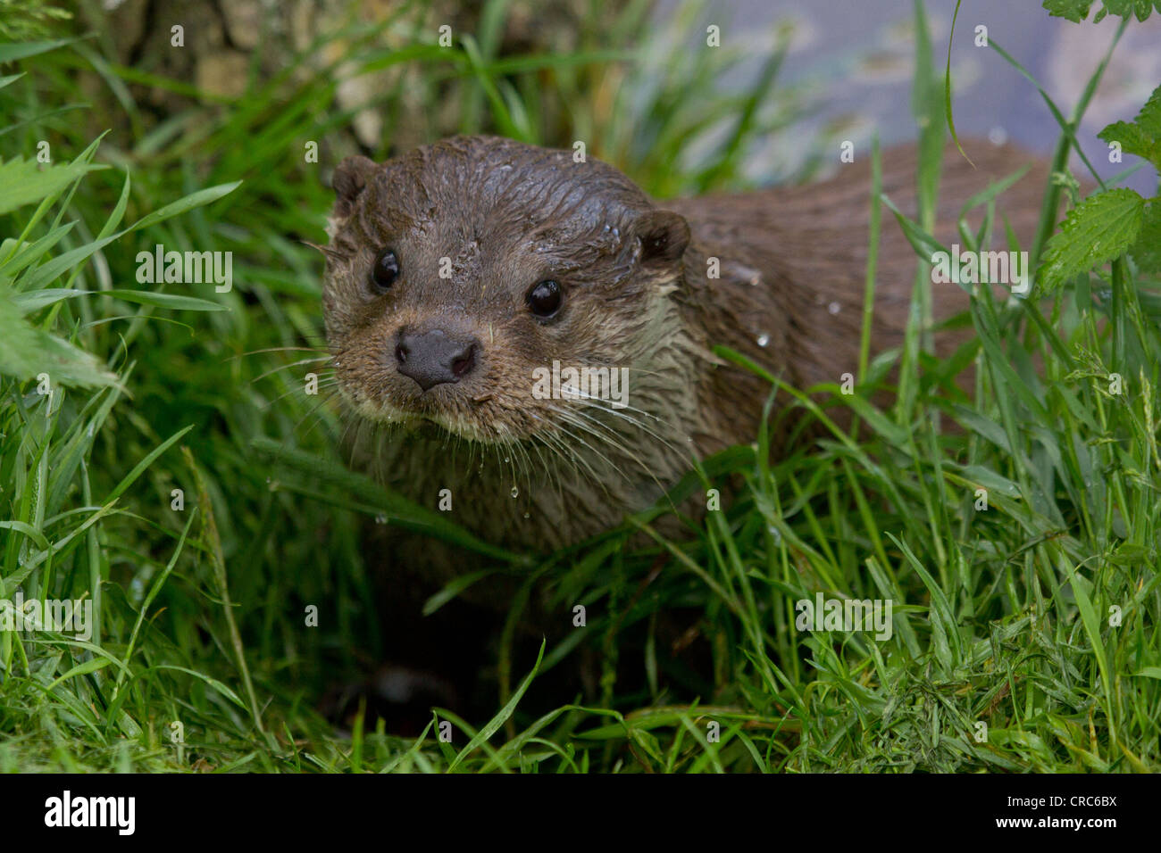 Otter on river bank Stock Photo - Alamy