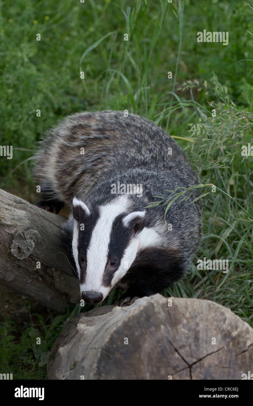 Badger In Tree High Resolution Stock Photography and Images - Alamy