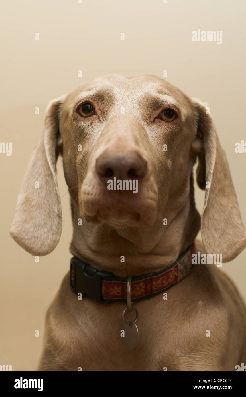 Close up of dogs face Stock Photo - Alamy