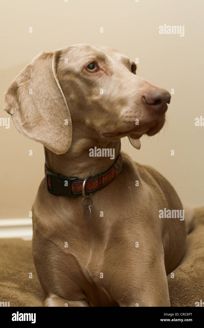 Closeup of dogs face hi-res stock photography and images - Alamy