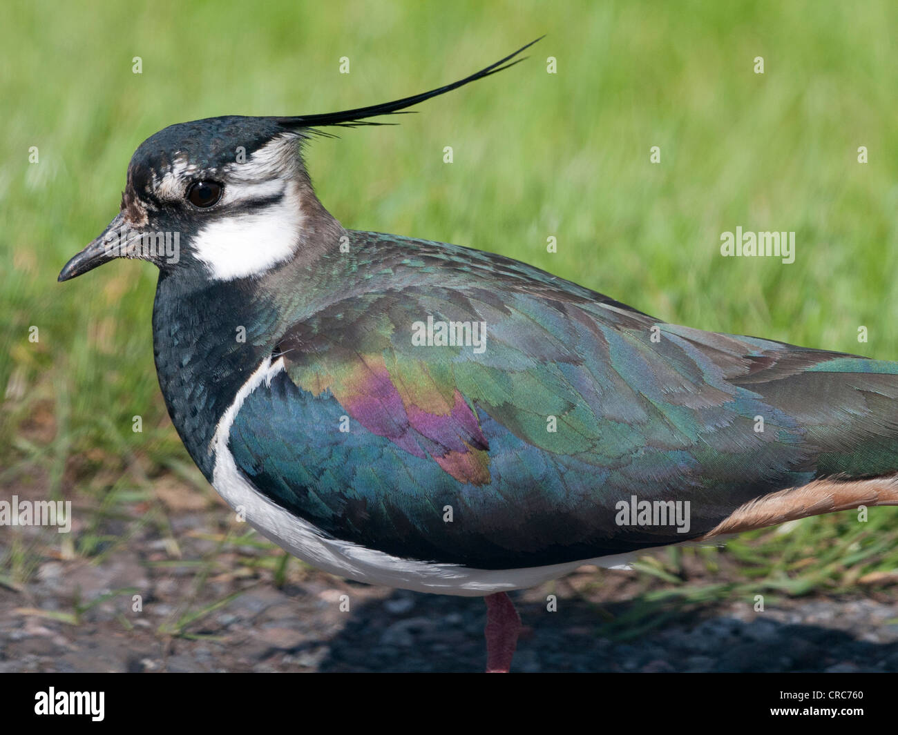 Uk lapwing hi-res stock photography and images - Alamy