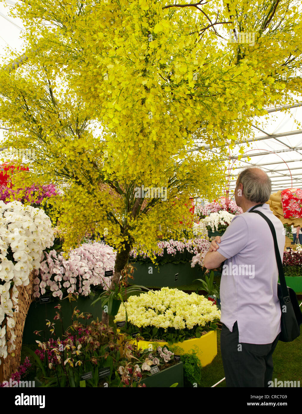 People At The Chelsea Flower Show London UK Stock Photo - Alamy