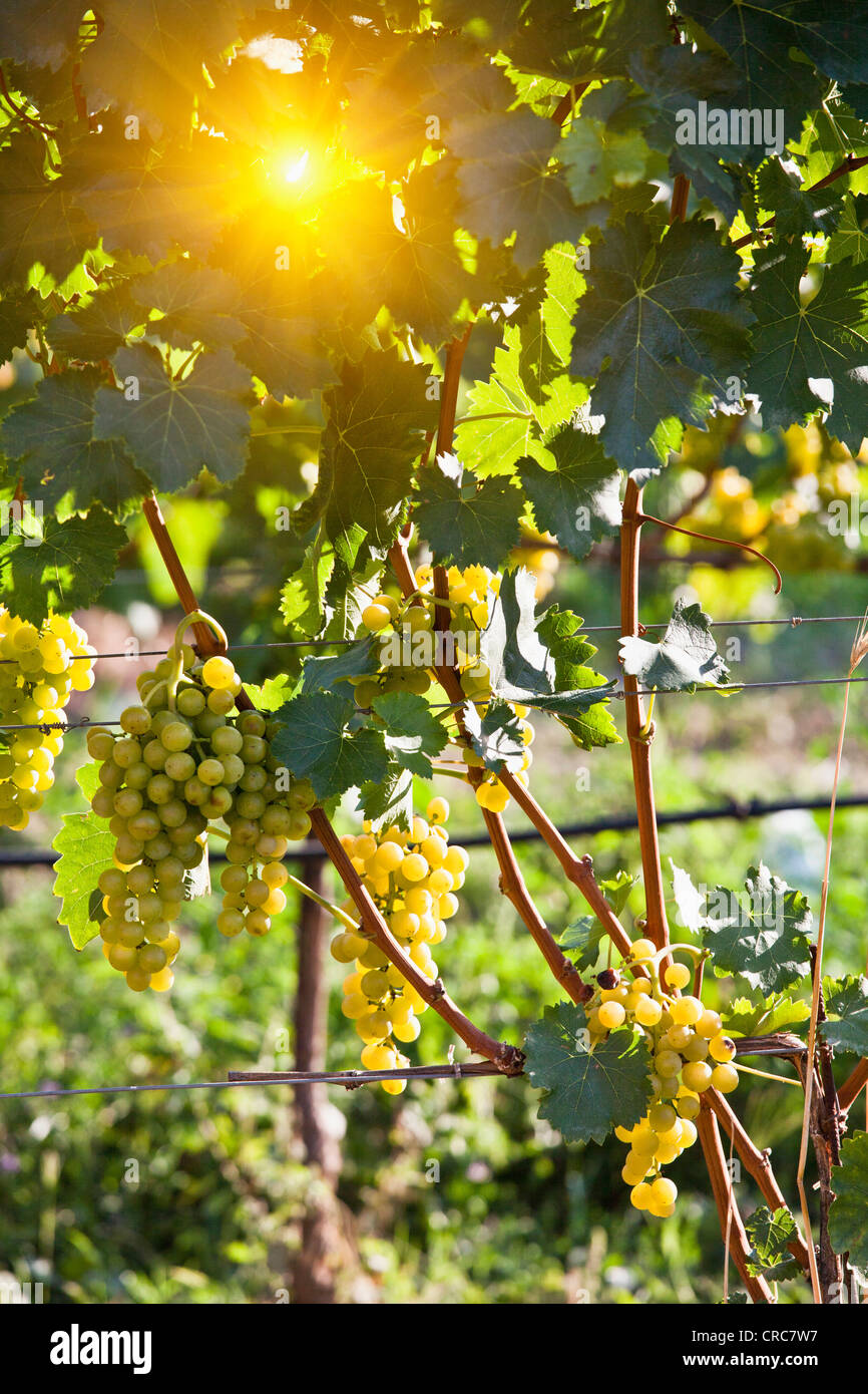 Close up of grapes on vine in vineyard Stock Photo - Alamy