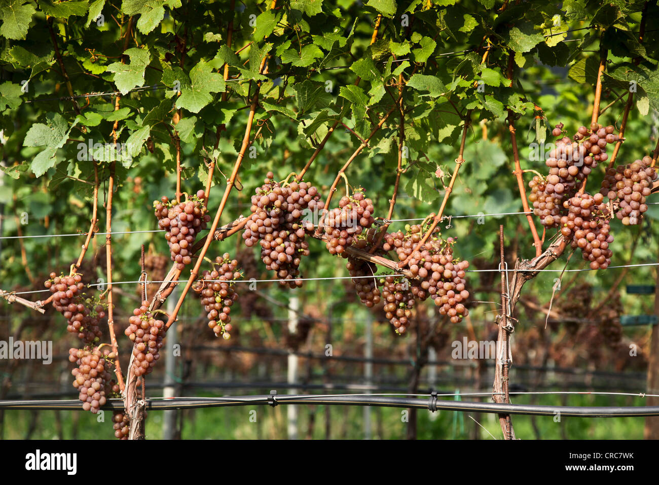 Close up of grapes on vine in vineyard Stock Photo - Alamy