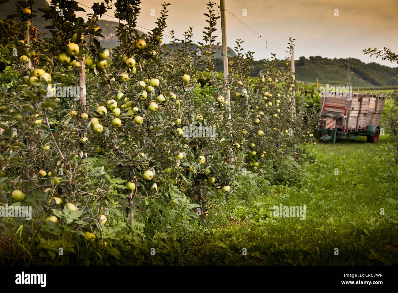 Fruit growing on trees in orchard Stock Photo - Alamy
