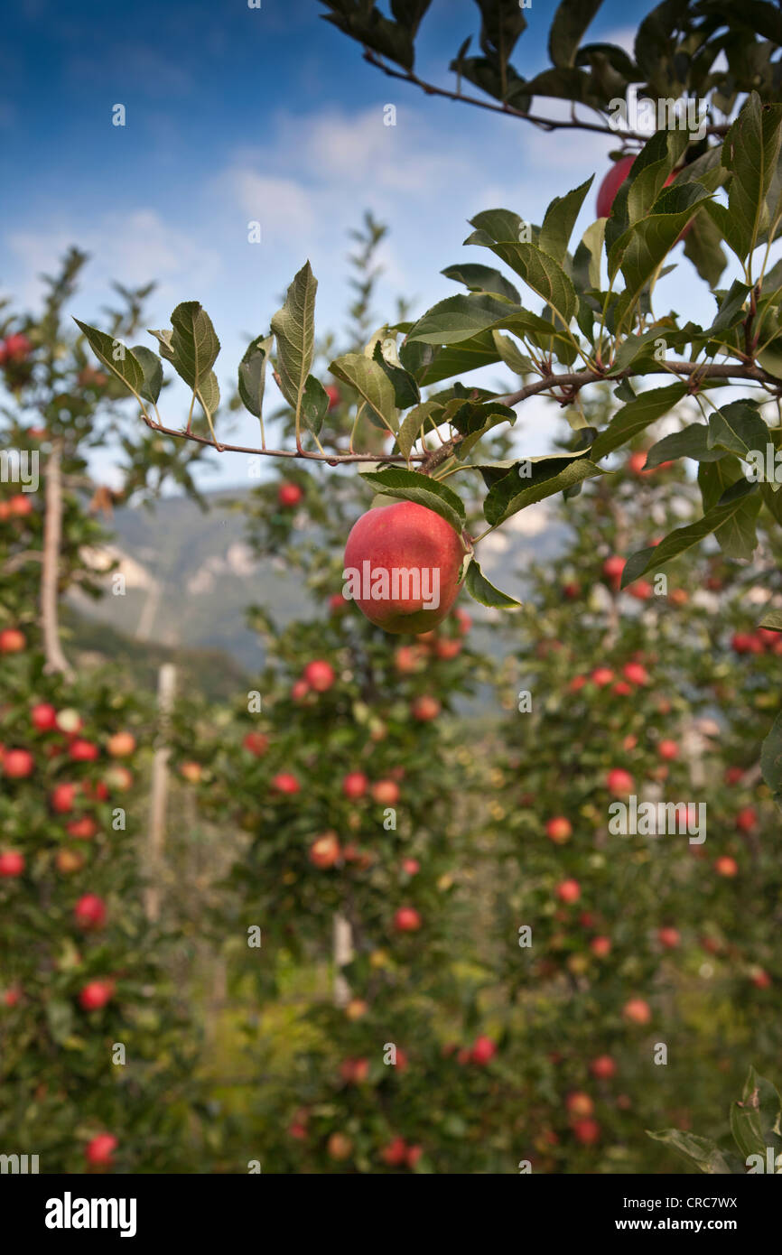 Dangling apple hi-res stock photography and images - Alamy