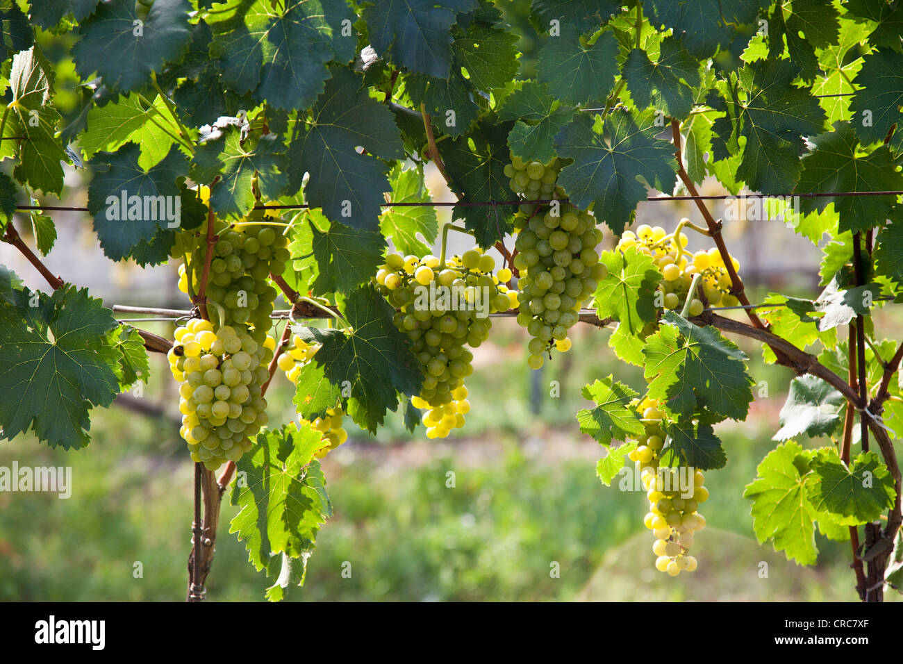 Close up of grapes on vines in vineyard Stock Photo - Alamy