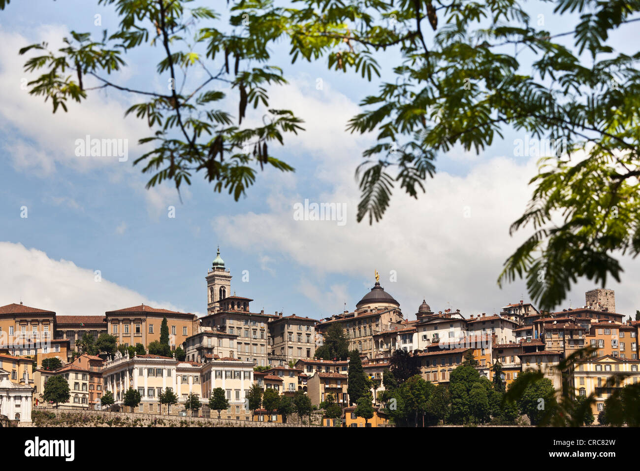 City skyline under tree branches Stock Photo - Alamy