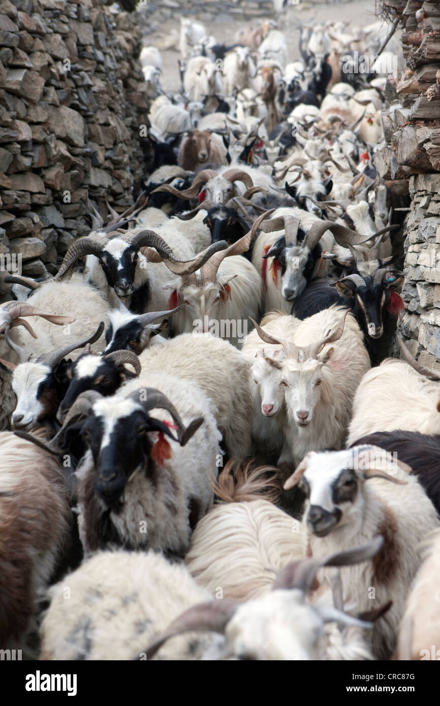 Nepal Cattle High Resolution Stock Photography and Images - Alamy