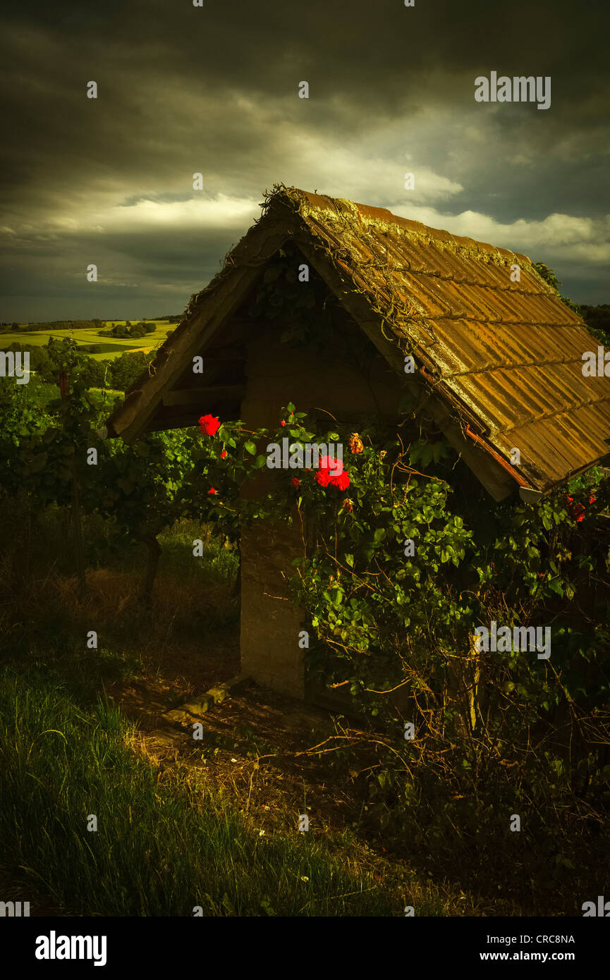 Vineyard shed vineyard hillside hi-res stock photography and images - Alamy