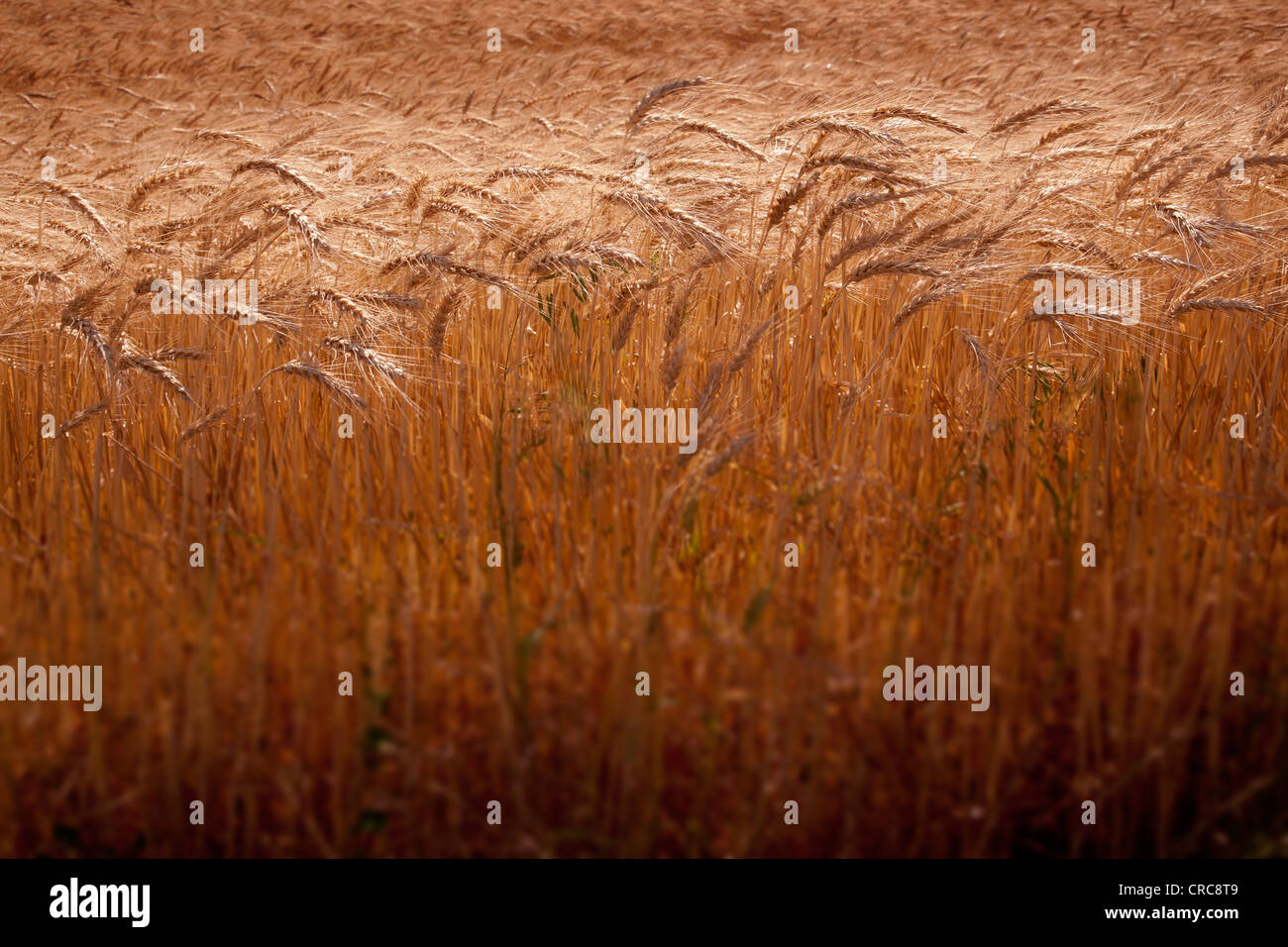 Kansas wheat forms a band of textured gold Stock Photo - Alamy