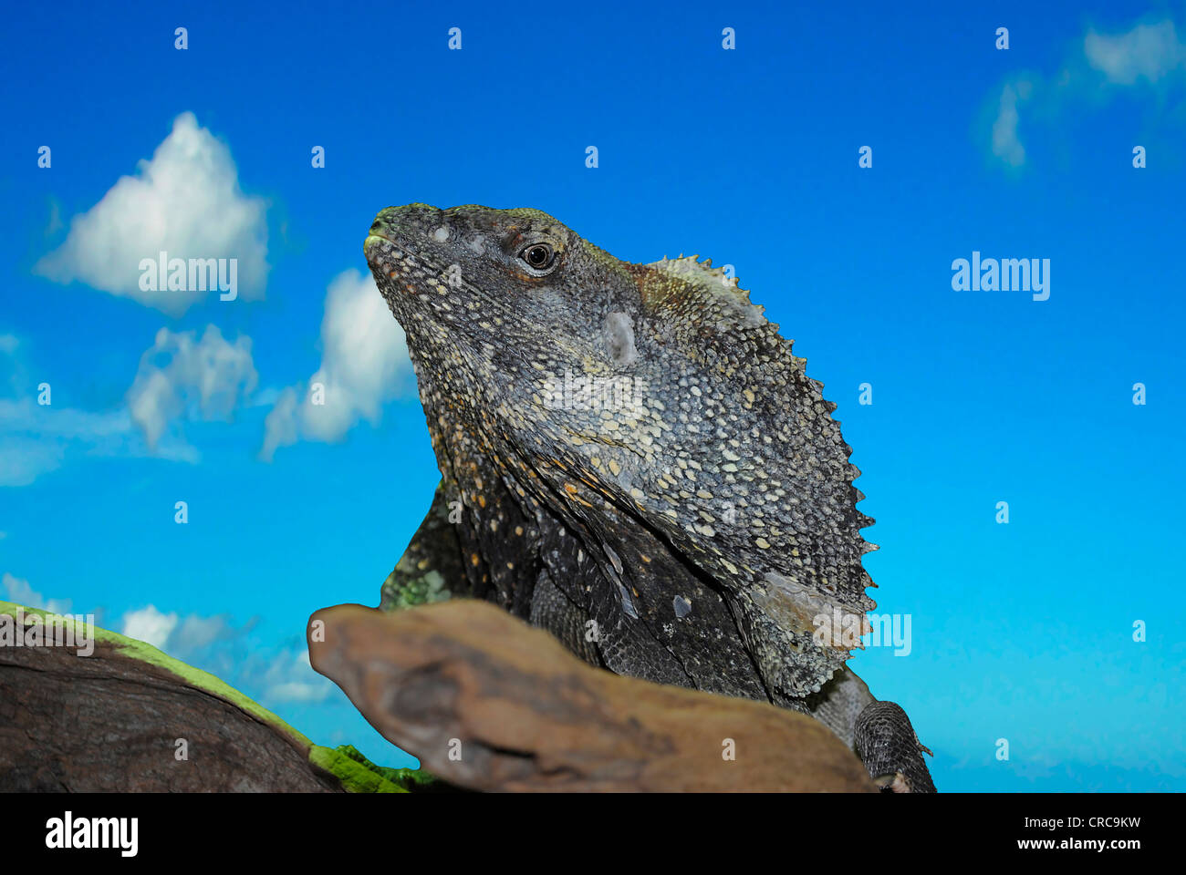 Frill necked Lizard Latin name Chlamydosaurus kingii Stock Photo - Alamy
