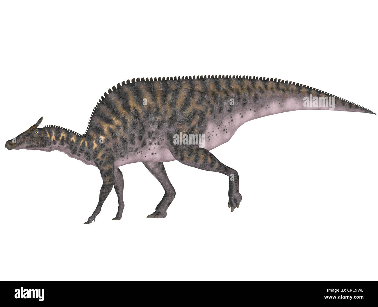 Illustration of a Saurolophus (dinosaur species) isolated on a white ...