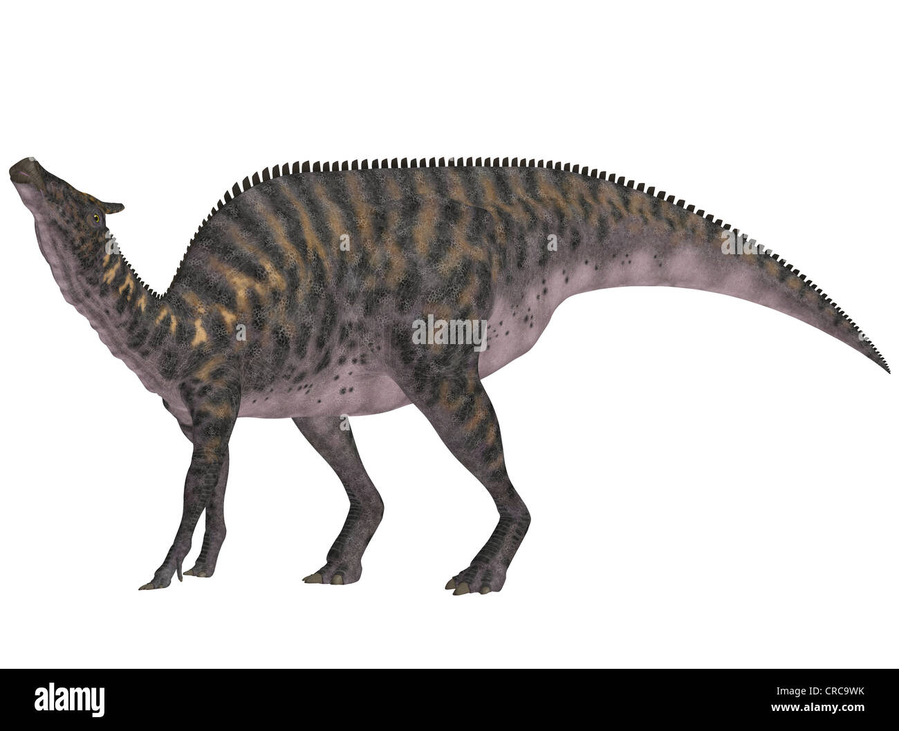 Illustration of a Saurolophus (dinosaur species) isolated on a white ...