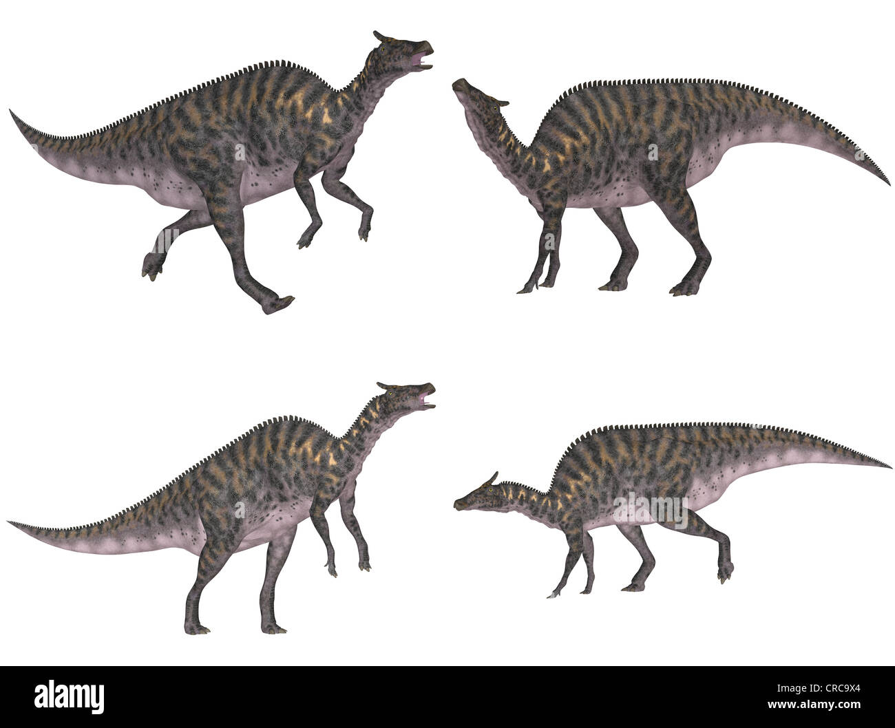 Illustration of a pack of four (4) Saurolophus with different poses ...