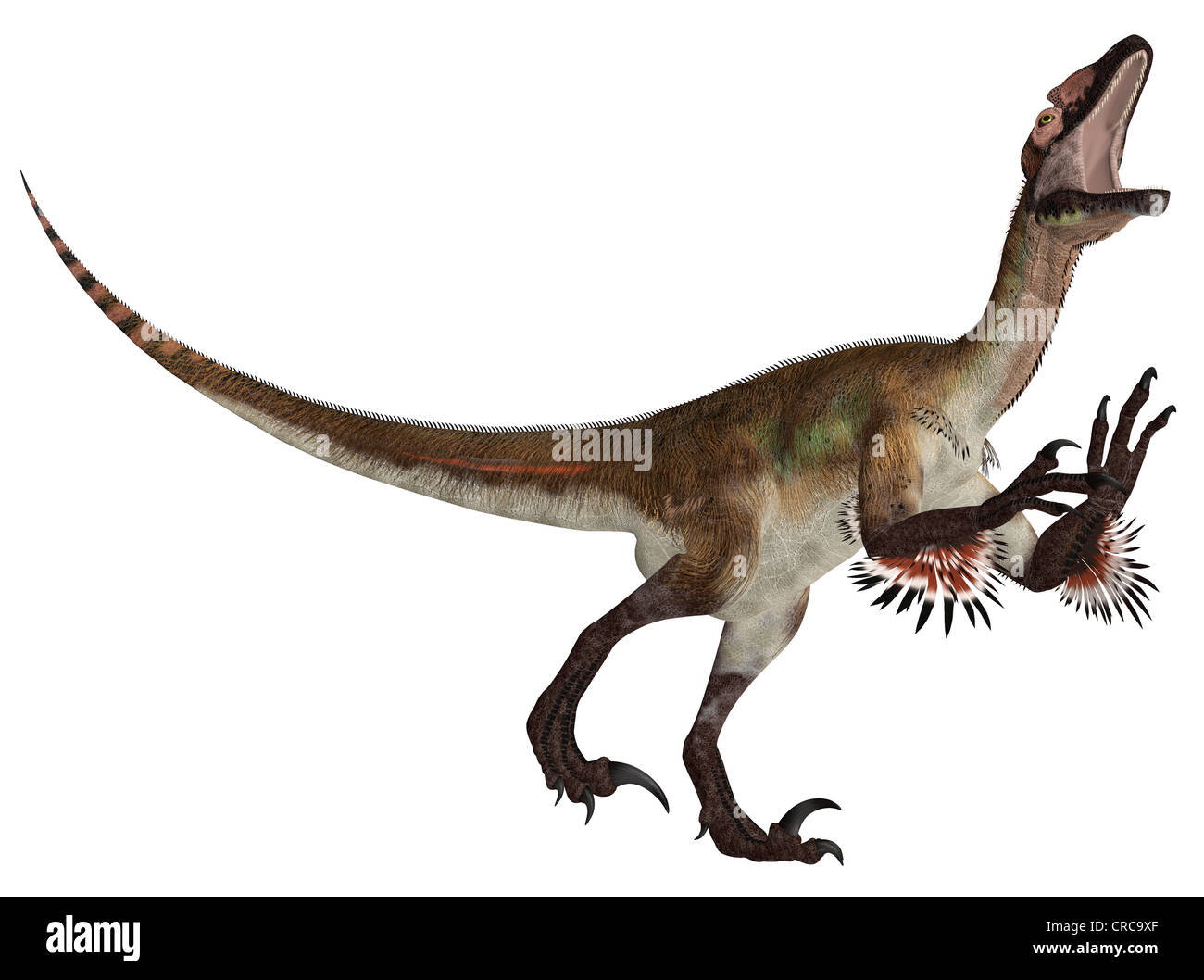 Utahraptor hi-res stock photography and images - Alamy